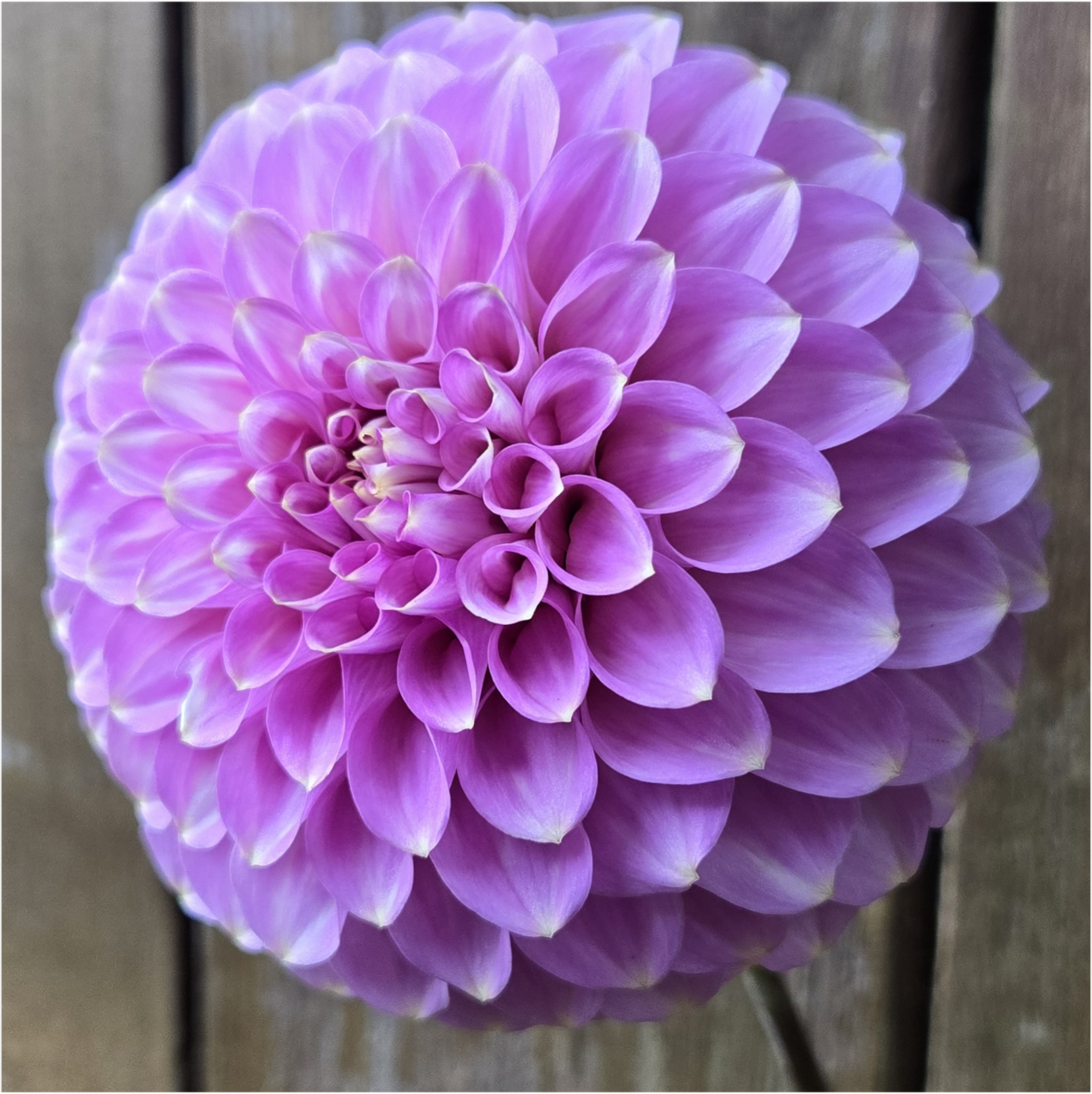 Florelie Oracle - Cutting – Makayla's Meadow